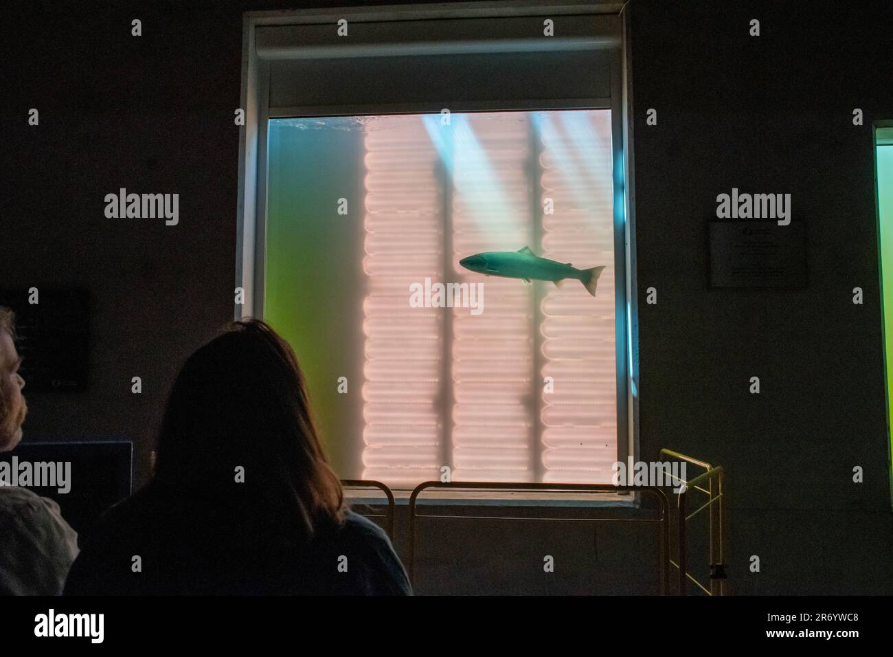 Salmon at Diglis fish pass Stock Photo - Alamy