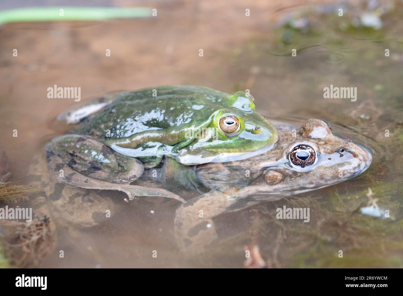 pool frog and marsh frog spawning Stock Photo - Alamy