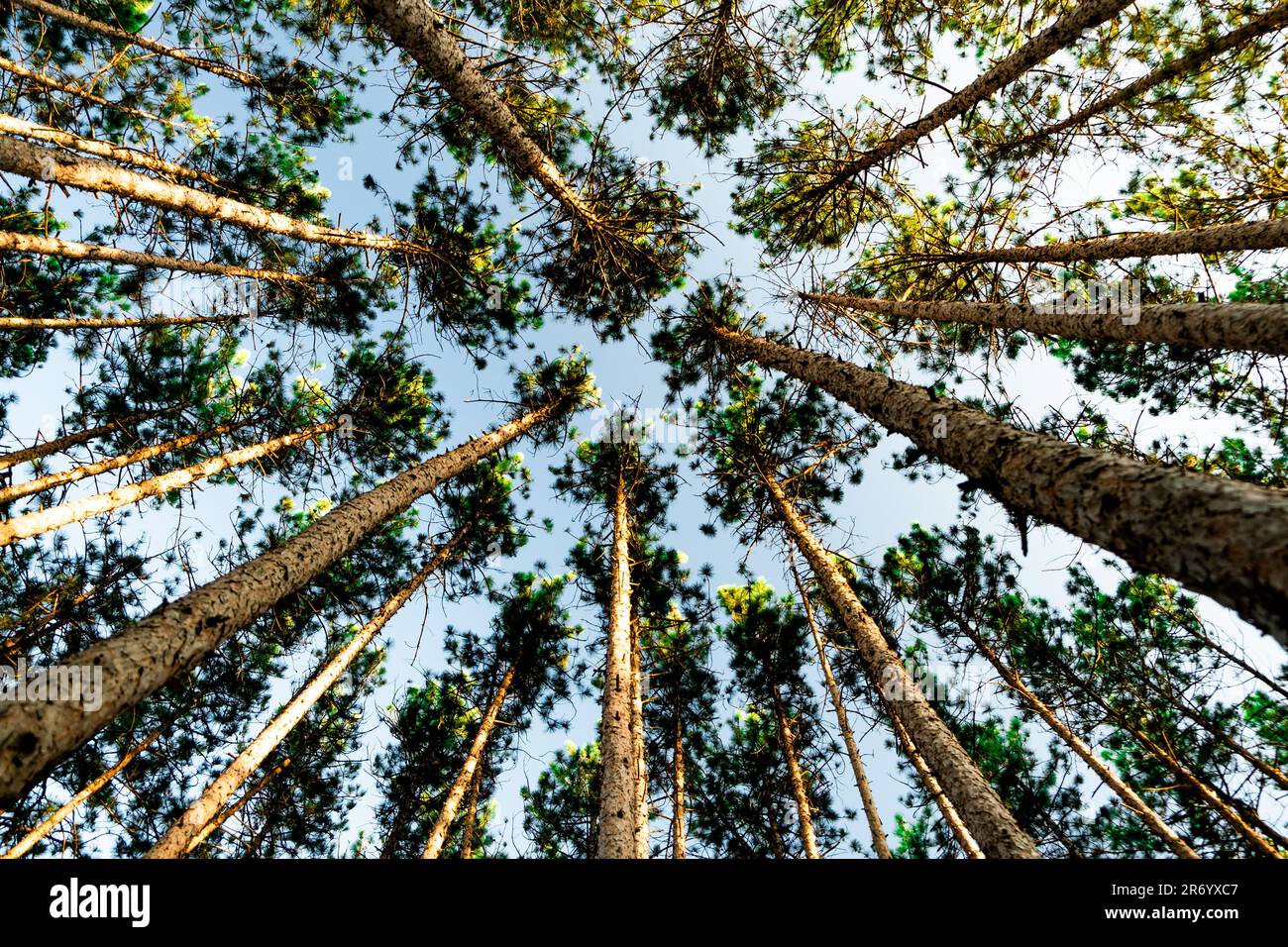 A low-angle of tall trees extending their branches to the blue sky ...