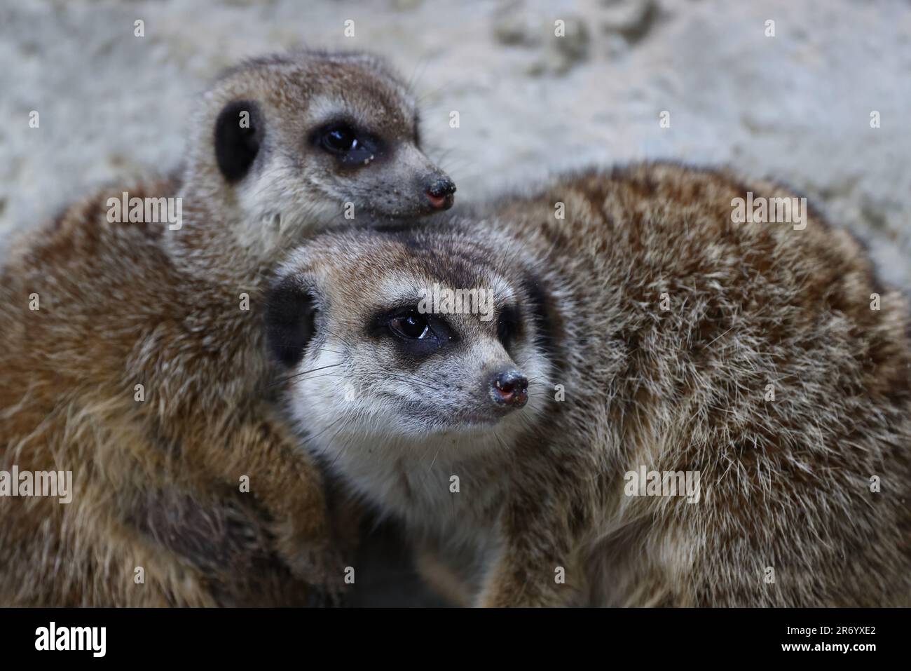 Meerkat (suricate, Suricata suricatta) family native to the Kalahari ...