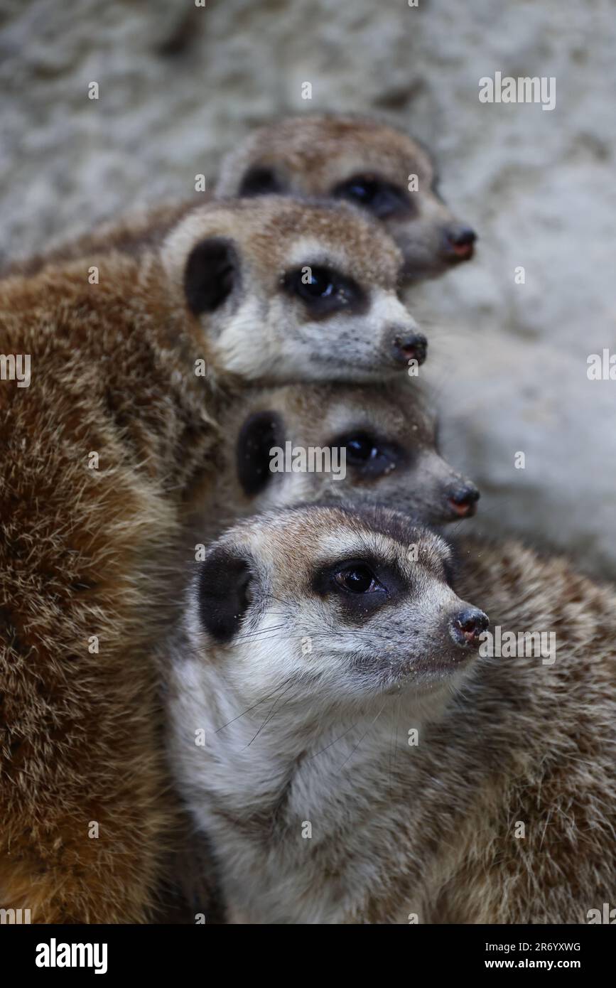 Meerkat (suricate, Suricata suricatta) family native to the Kalahari ...