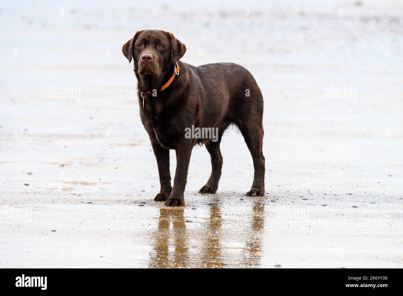 Labrador Dogs playing on a beach Stock Photo - Alamy