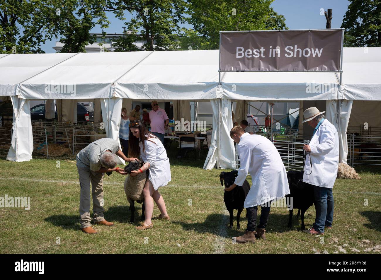 Judging sheep breeds hi-res stock photography and images - Alamy