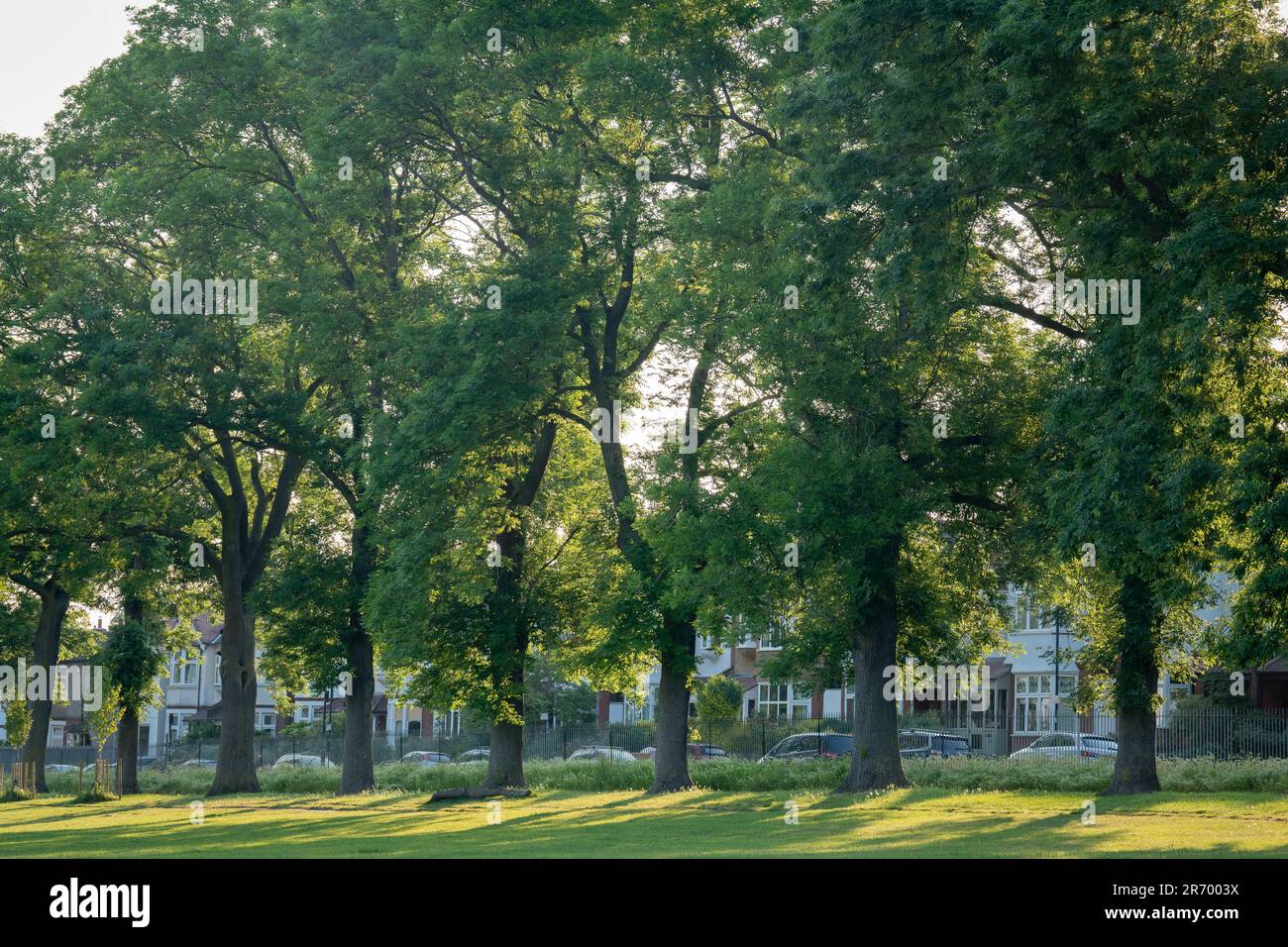 Residential properties and 100 year-old ash trees that border Ruskin ...
