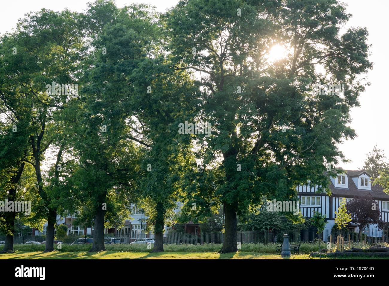Residential properties and 100 year-old ash trees that border Ruskin ...