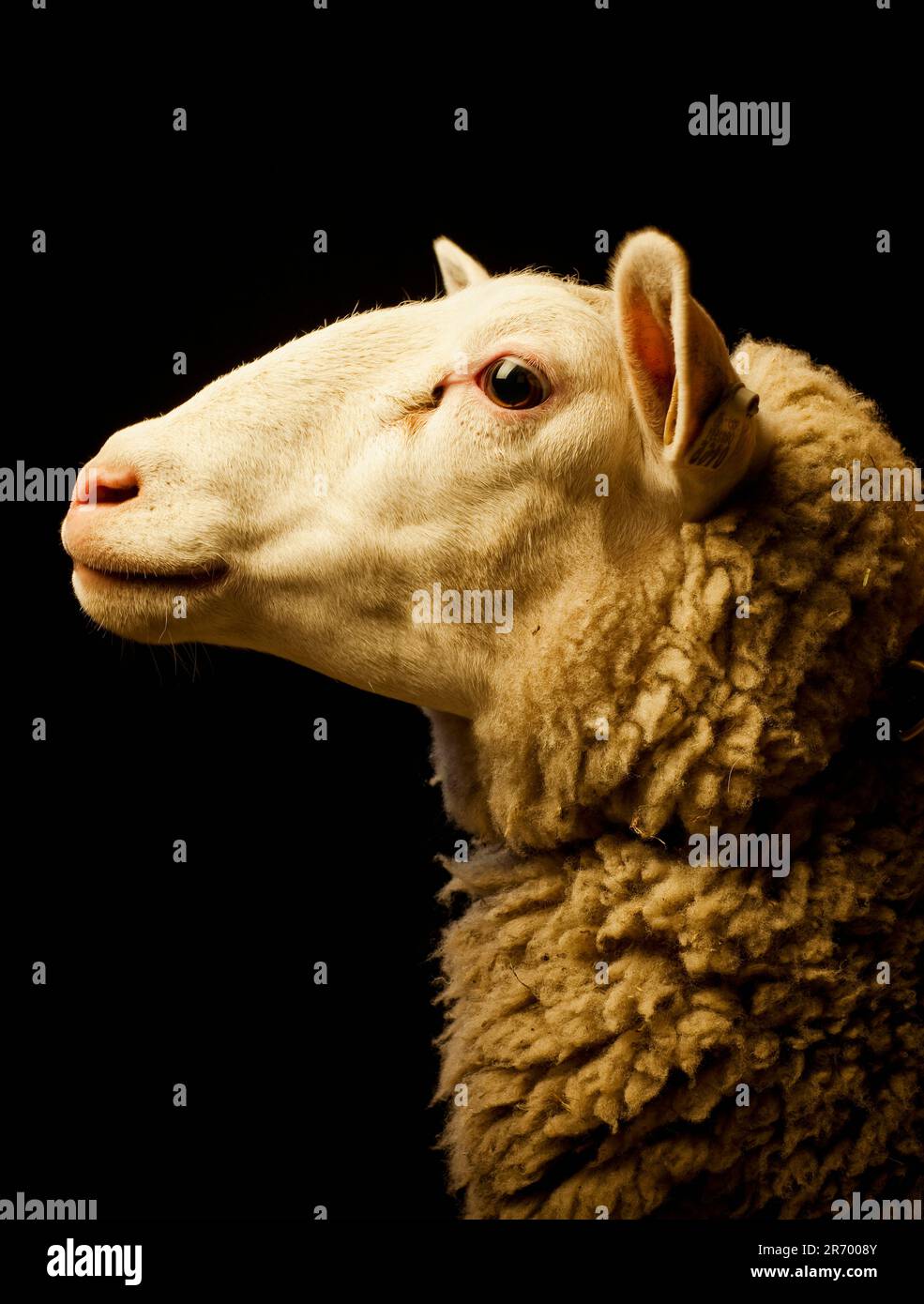A portrait of a sheep Stock Photo - Alamy