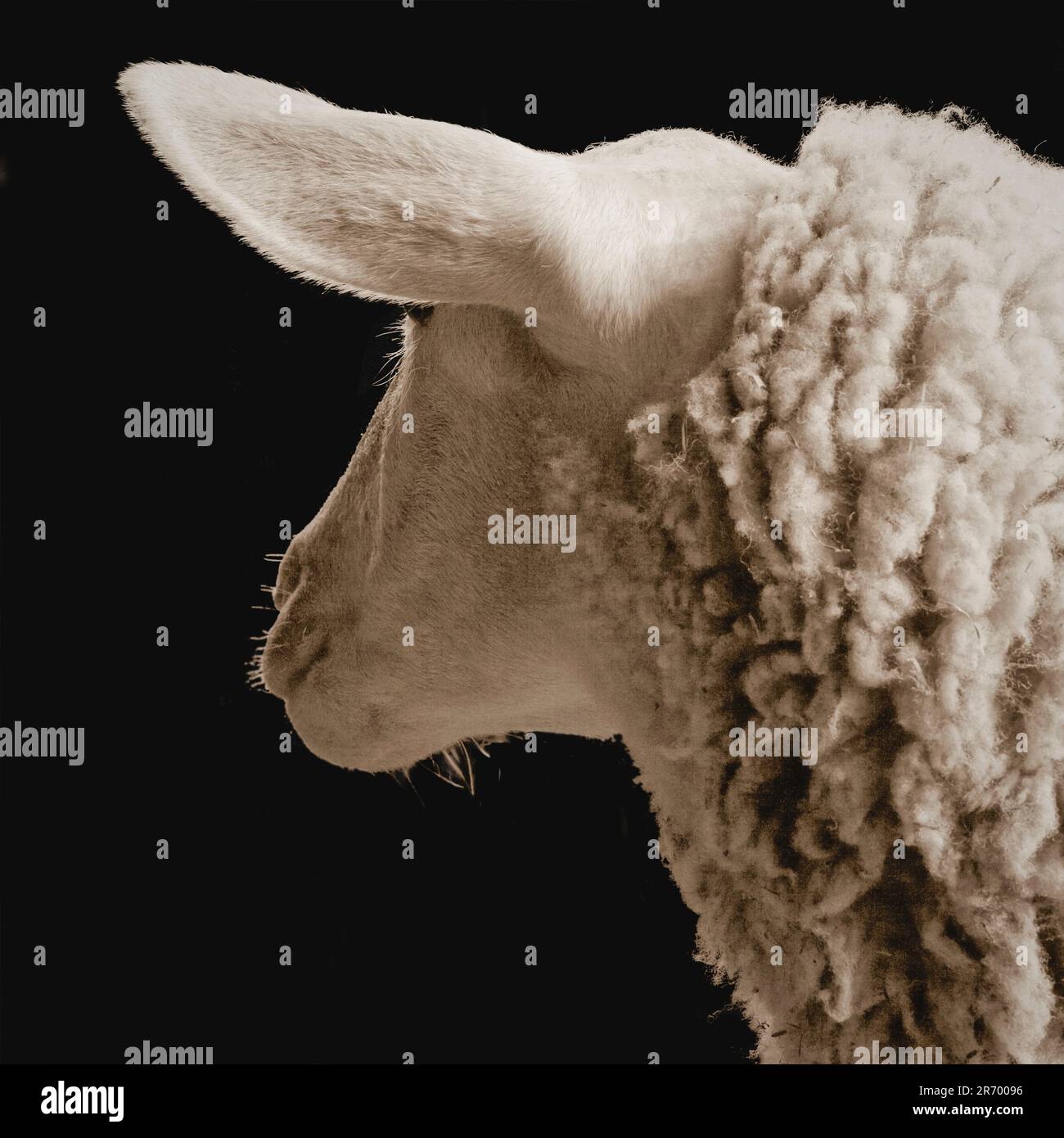 Image of one sheep hi-res stock photography and images - Alamy