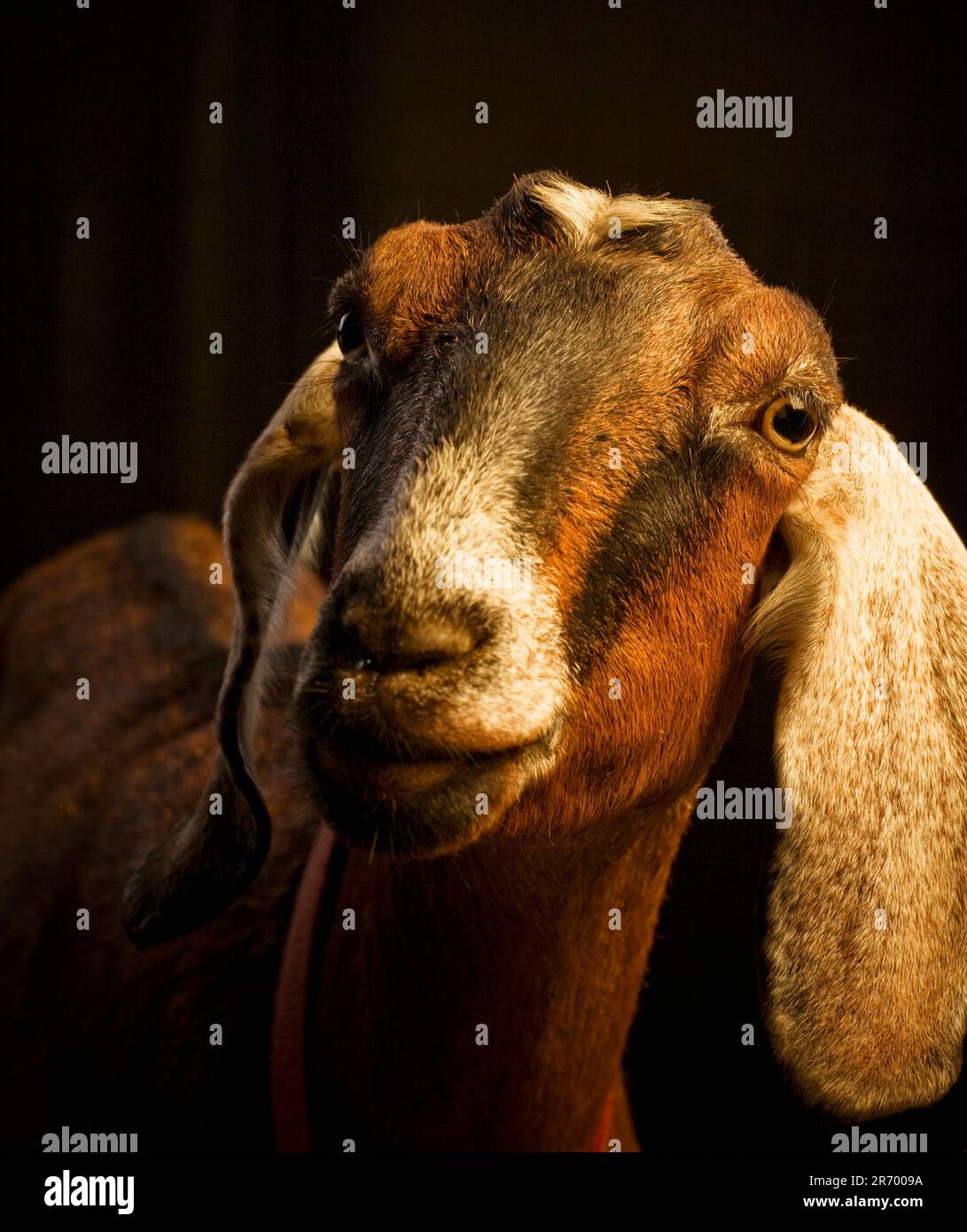 Black goat image hi-res stock photography and images - Alamy