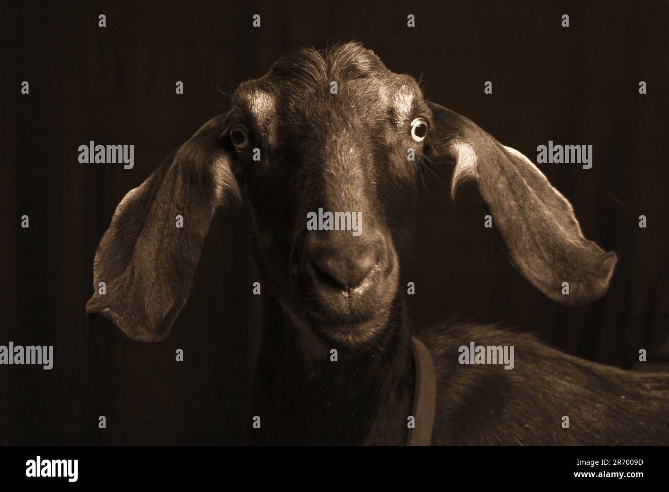 Black goat image hi-res stock photography and images - Alamy