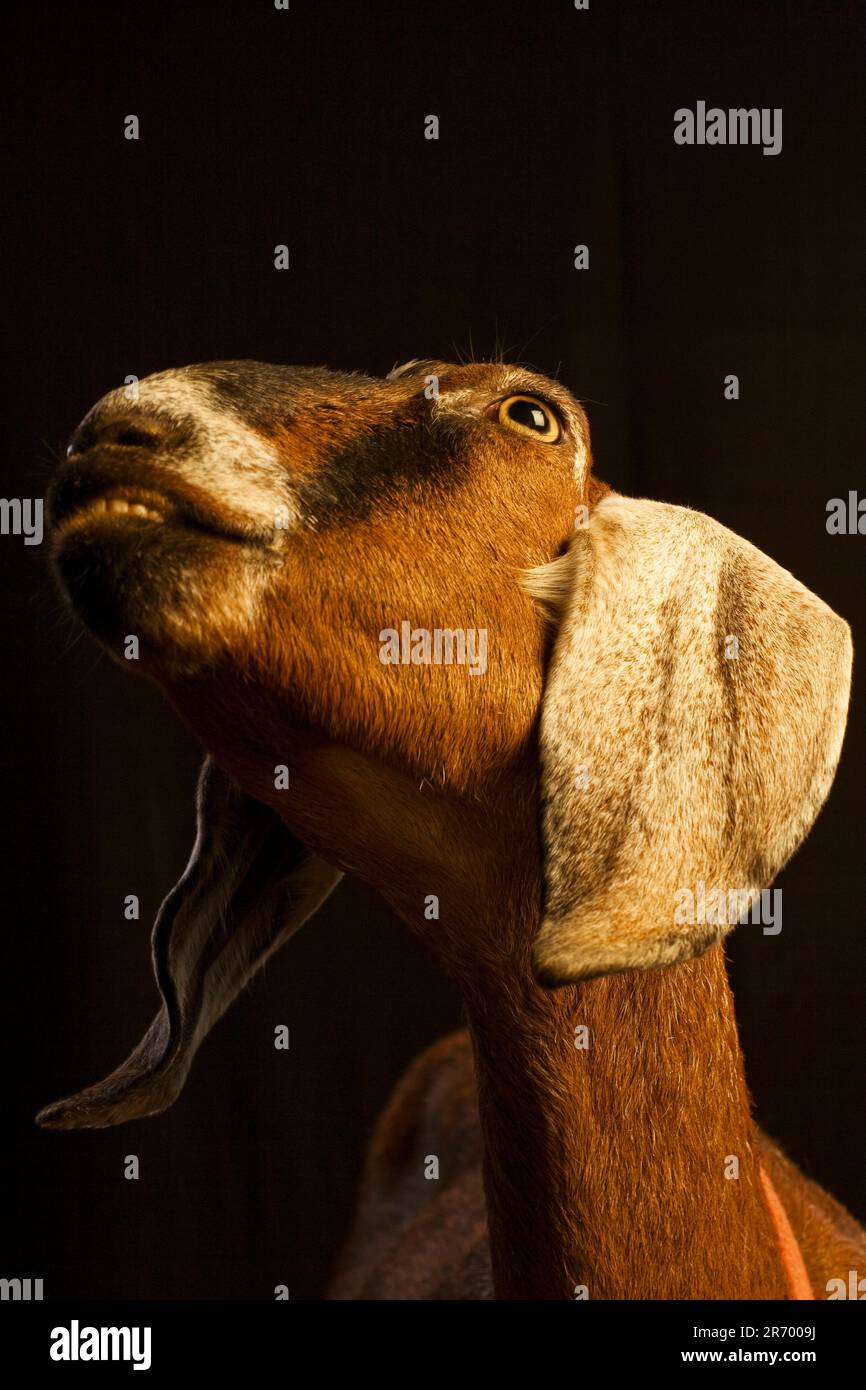 Black goat image hi-res stock photography and images - Alamy