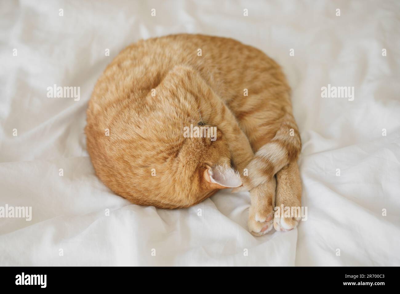 Curled cat tail hi-res stock photography and images - Alamy