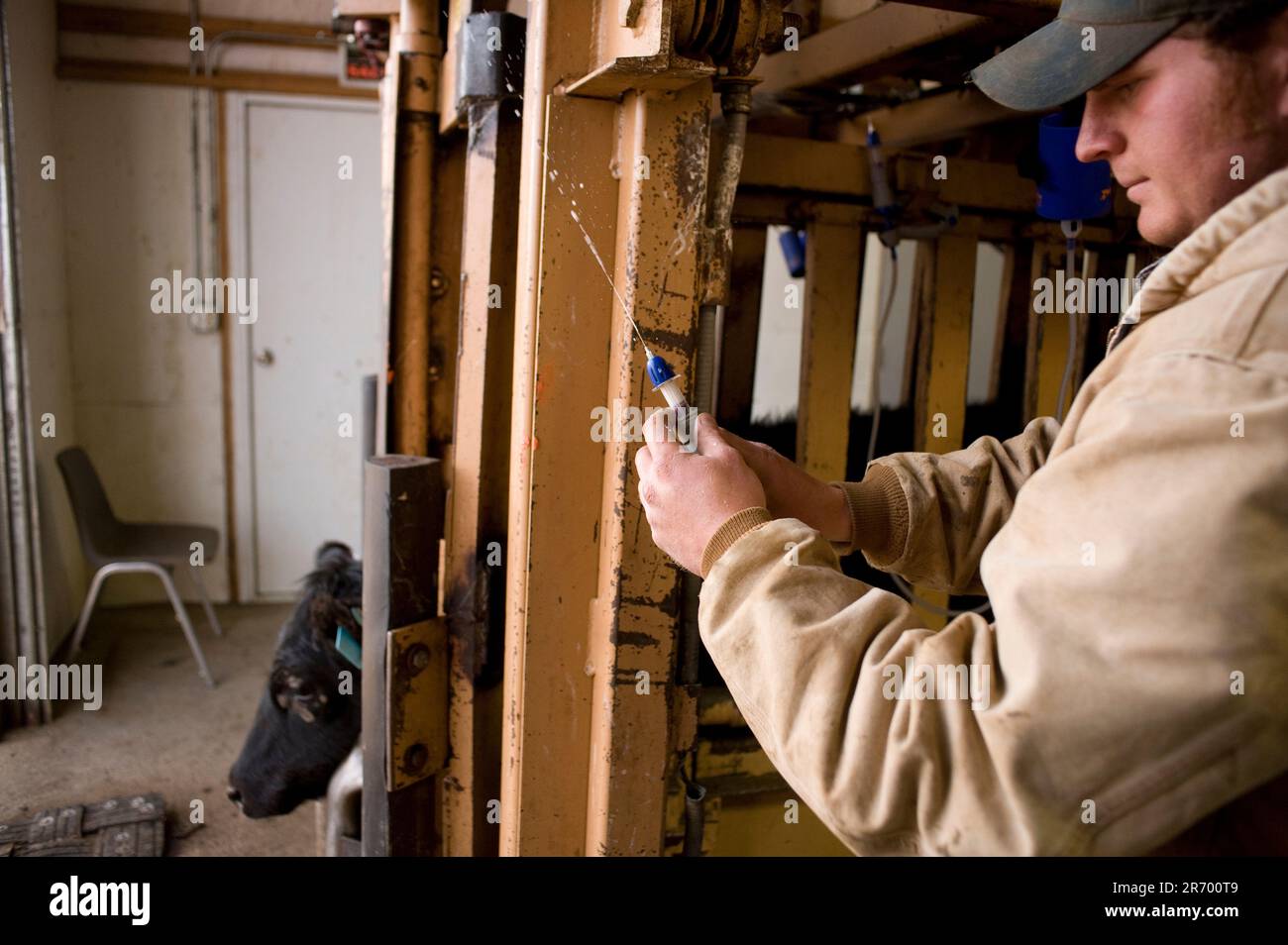 Meat Packing: The manager of the family feed lot inoculates against e ...