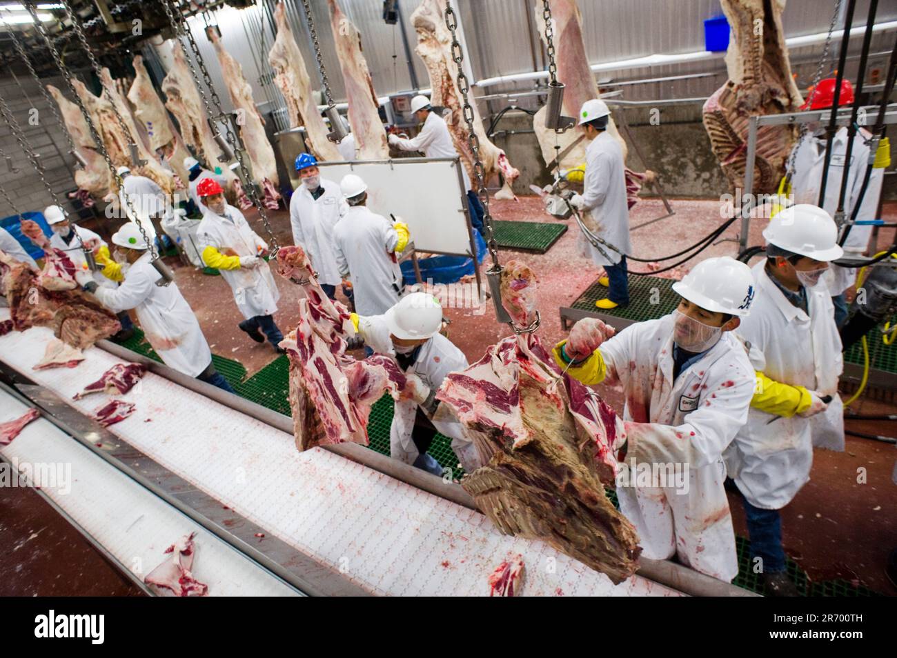 Meat Packing: Beef sides are carried down a line where the meat is cut ...