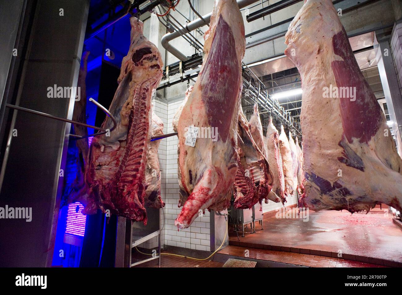 Meat Packing: Fresh sides of beef are sent through a chlorophyll ...