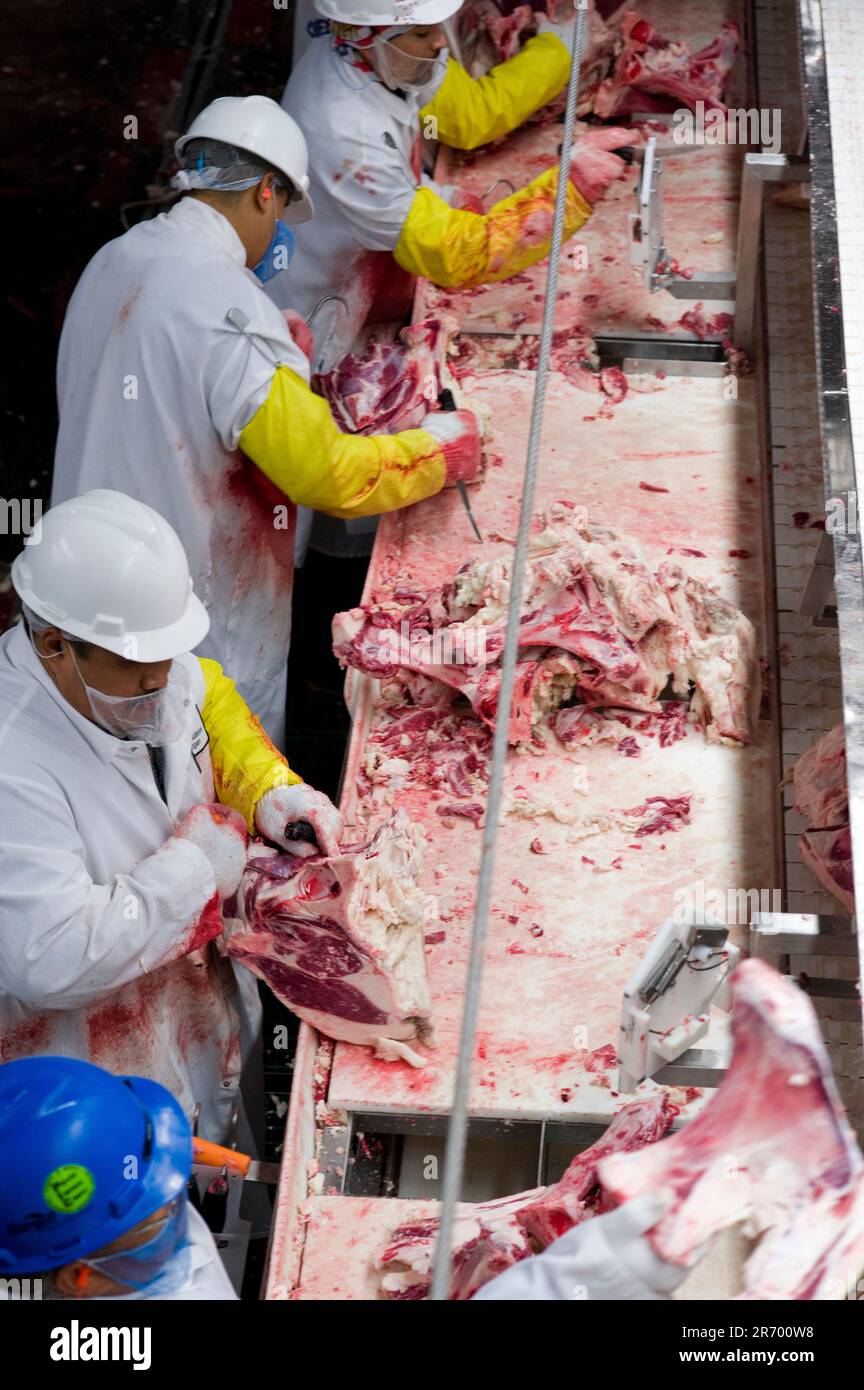 Meat Packing: Beef sides are carried down a line where the meat is cut ...
