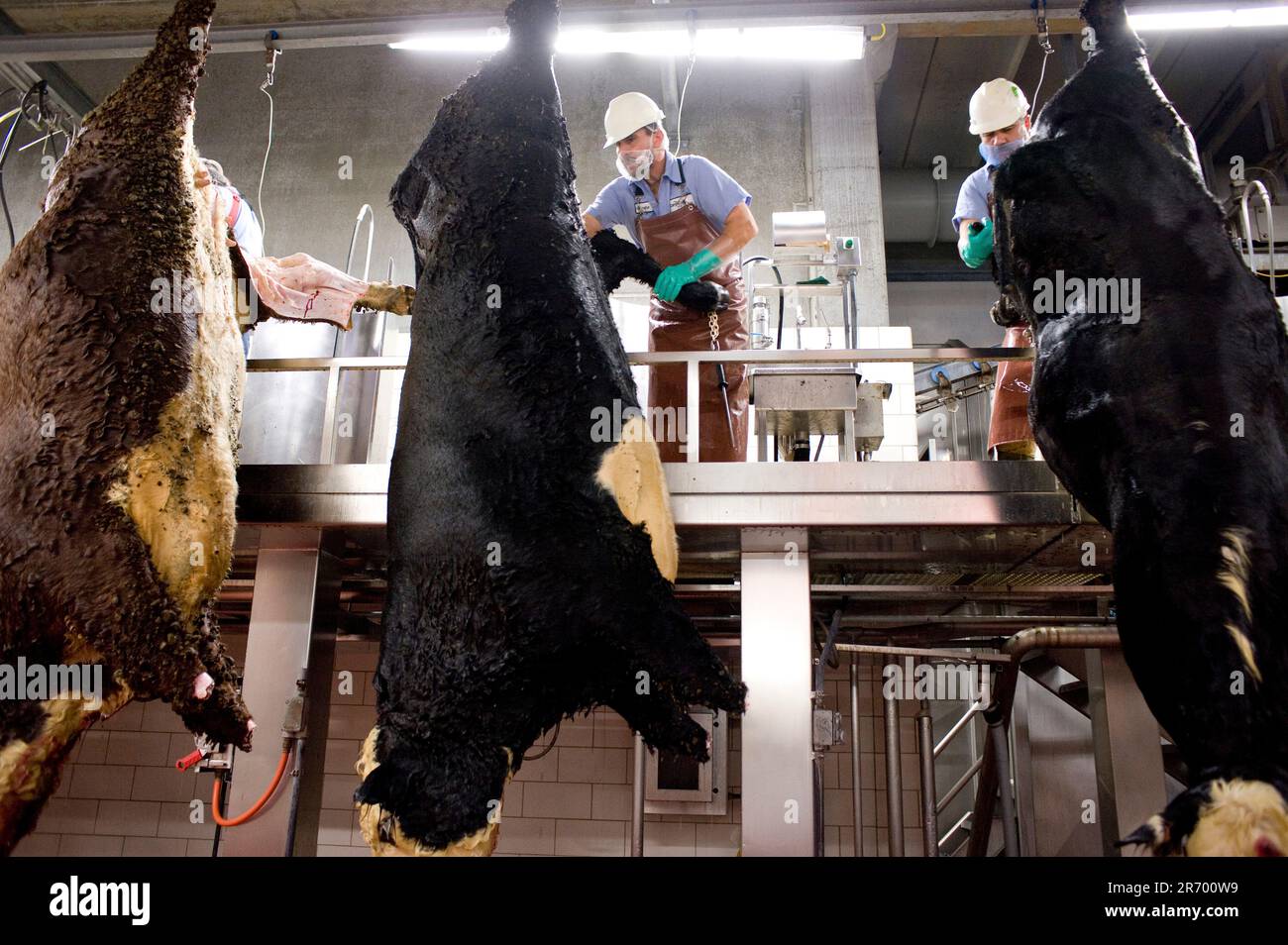 Meat Packing: Freshly killed and washed cattle are skinned Stock Photo ...