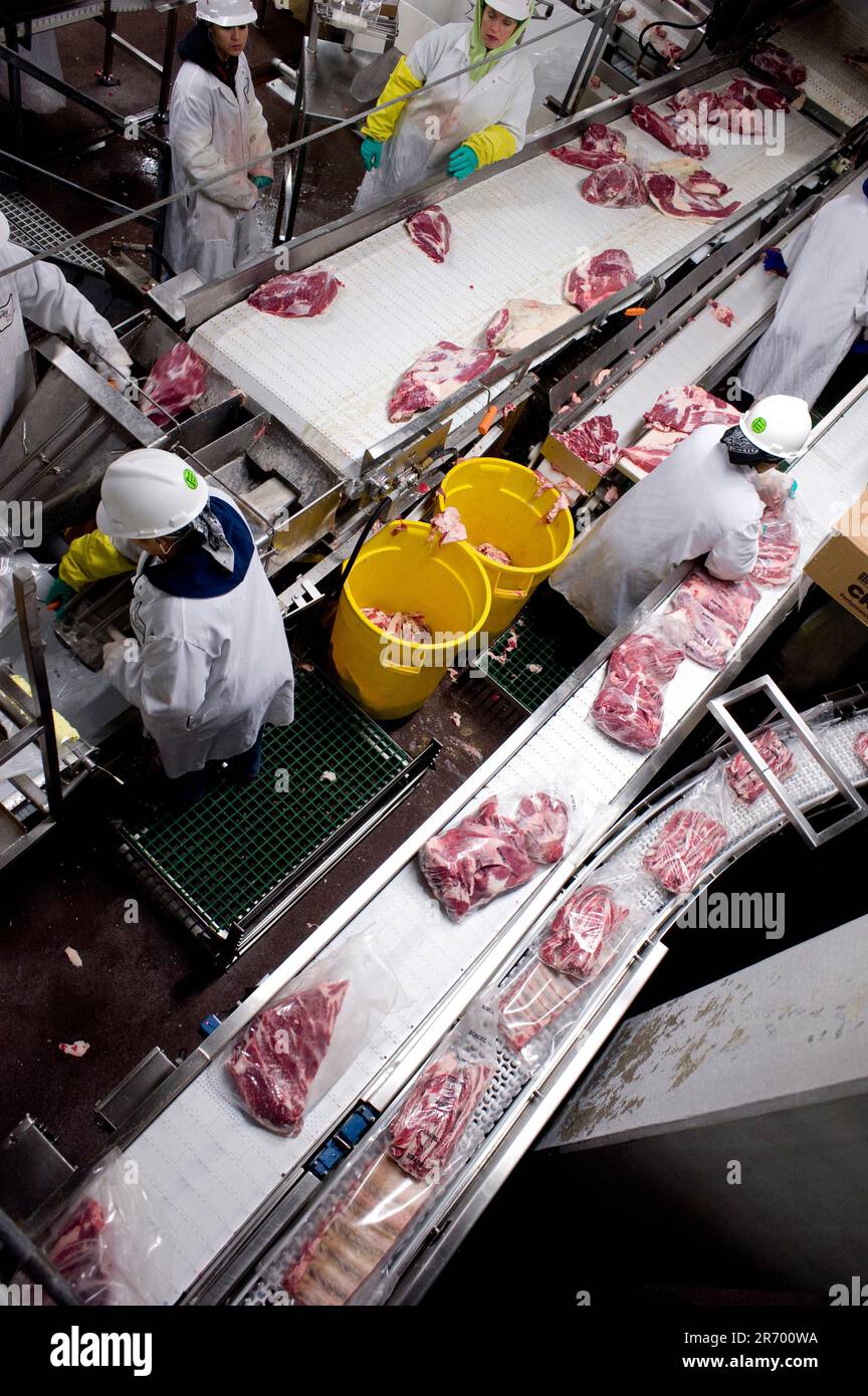 Meat Packing: Beef sides are carried down a line where the meat is cut ...