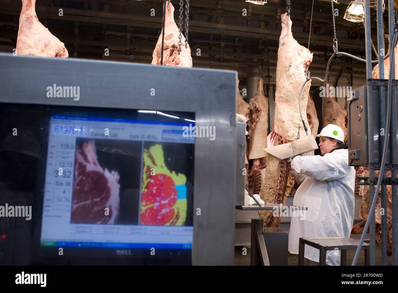 Meat Packing: An inspector scans the exposed ribeye steak of a side of beef for grading Stock ...