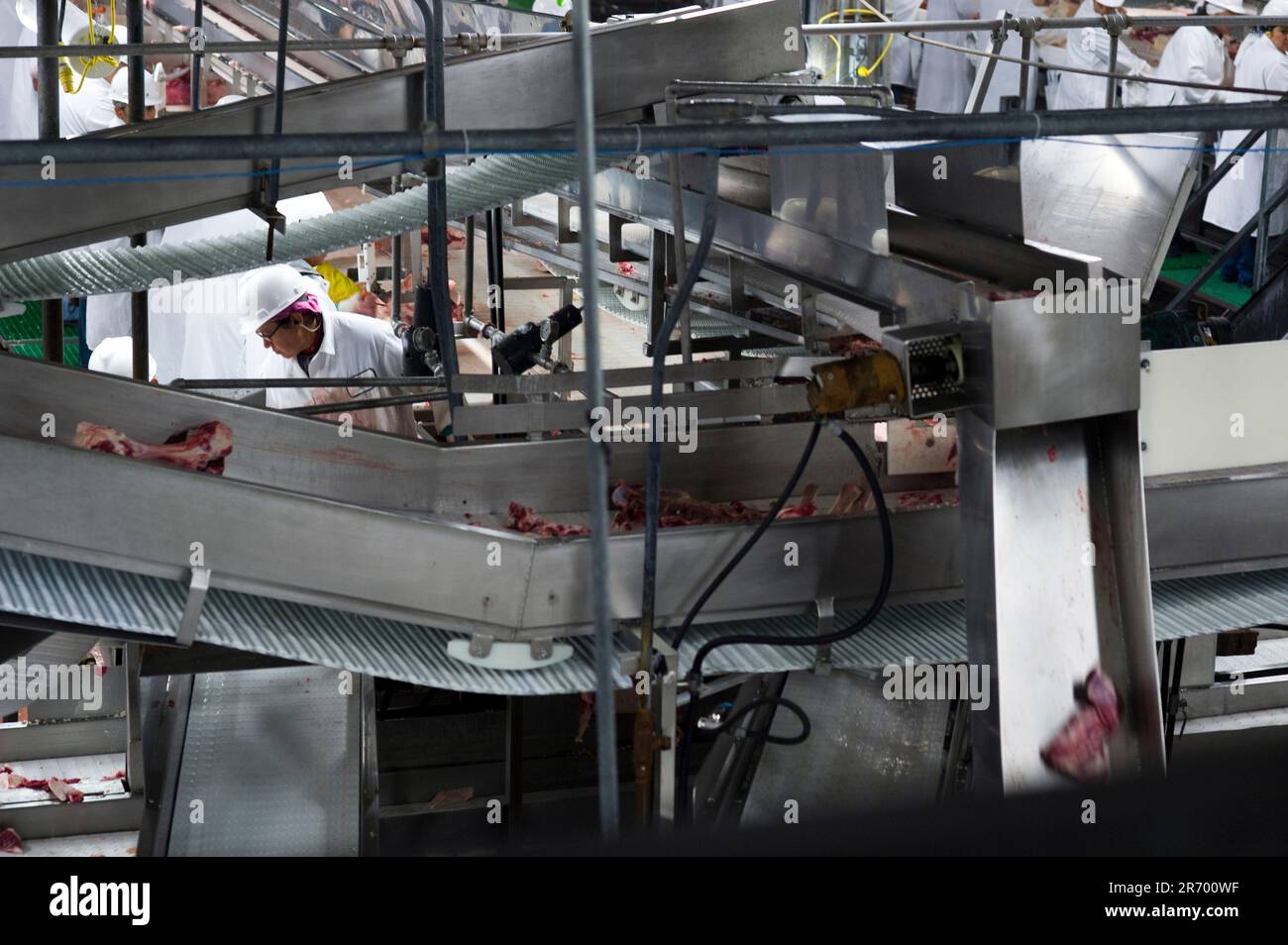 Calf in a chute hi-res stock photography and images - Alamy