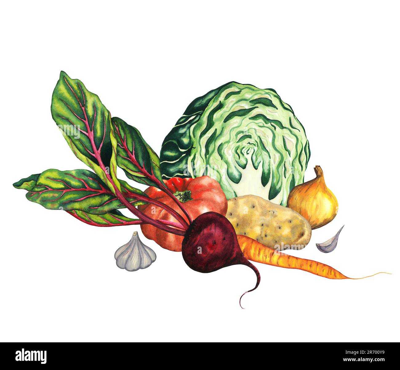 Watercolor vegetables composition with cabbage, carrot, beetroot, onion ...