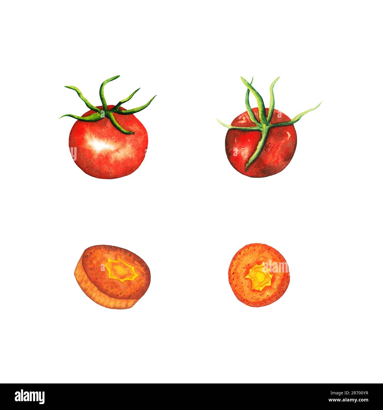 Watercolor hand drawn red cherry tomato, and orange cut carrot set ...