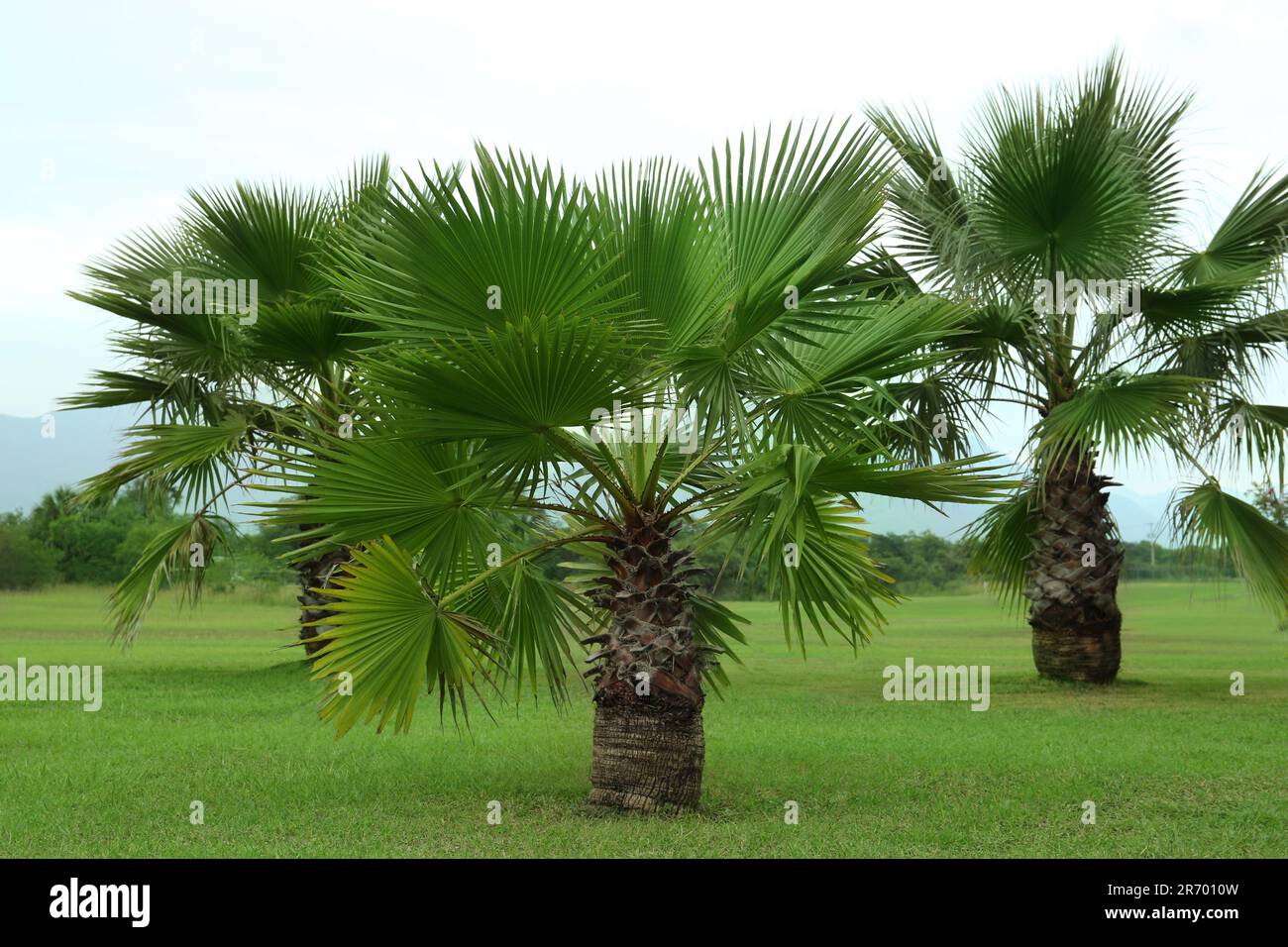 Tropical palm trees with beautiful green leaves outdoors Stock Photo ...
