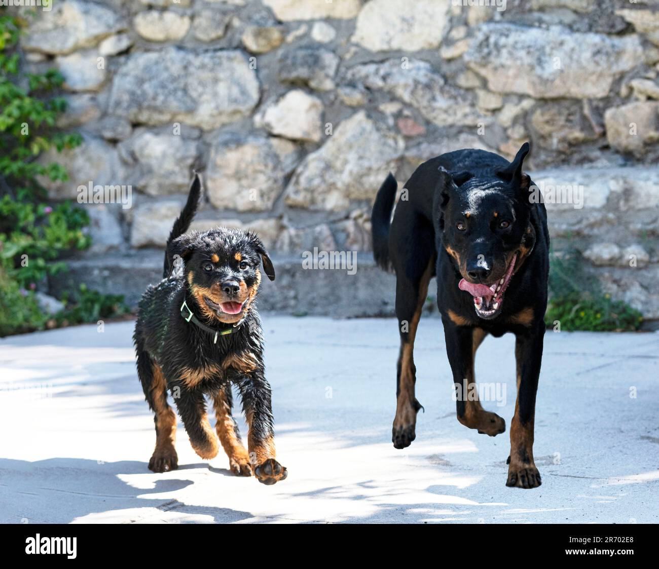 puppy rottweiler and beauceron near swimming pool in summer Stock Photo ...
