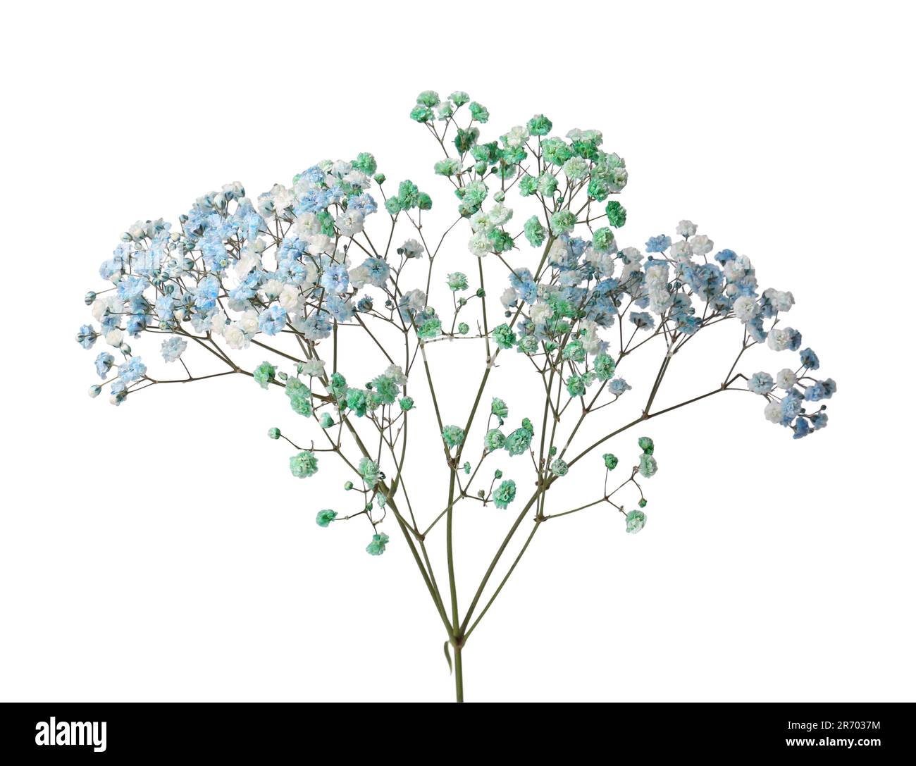 Beautiful colorful gypsophila flowers on white background Stock Photo ...