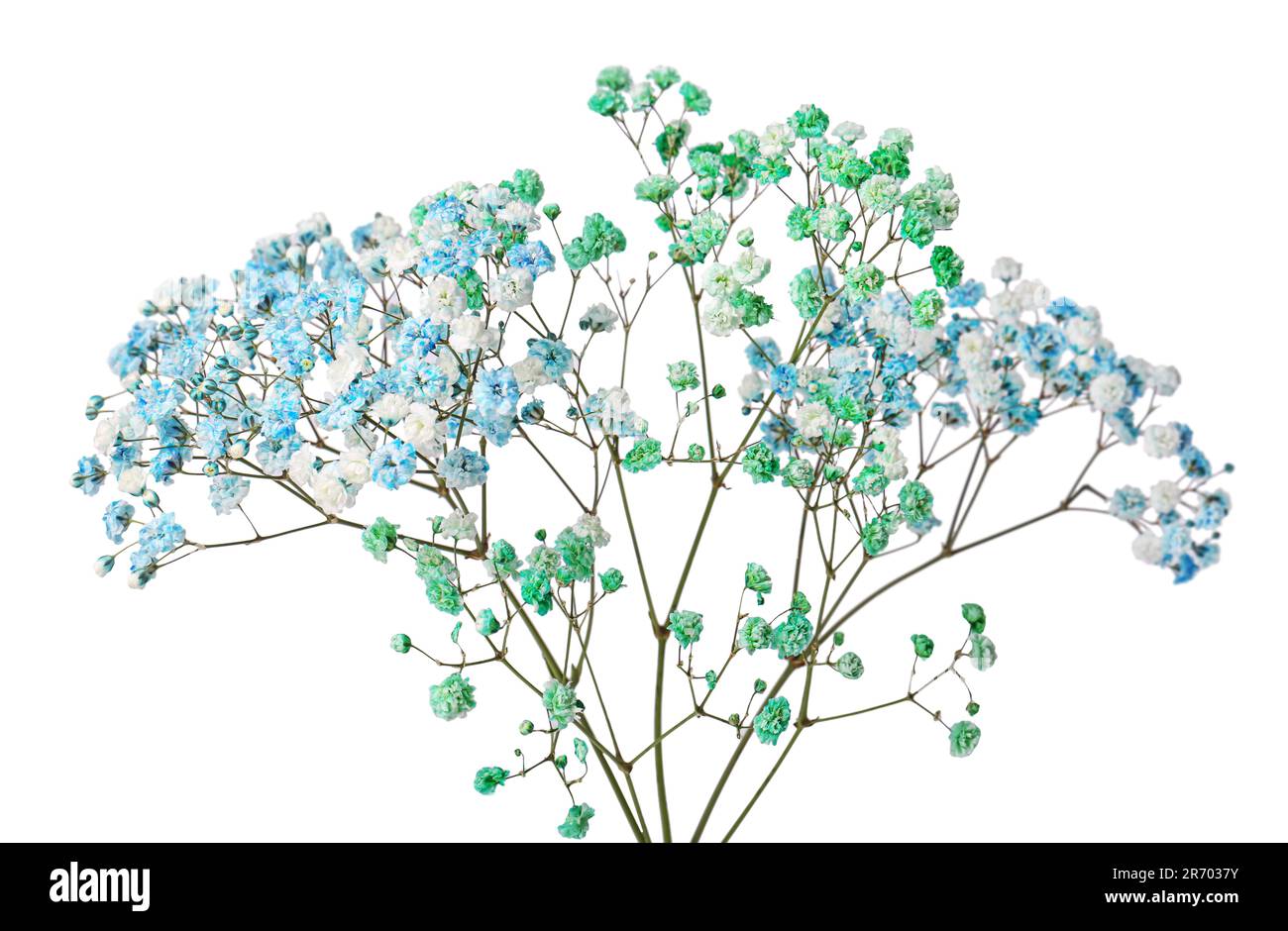 Beautiful colorful gypsophila flowers on white background Stock Photo ...