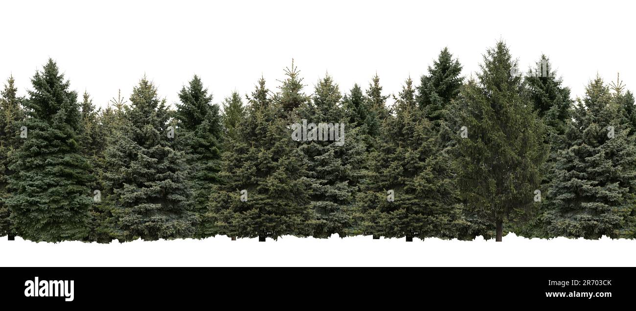 Many different coniferous trees on white background Stock Photo - Alamy