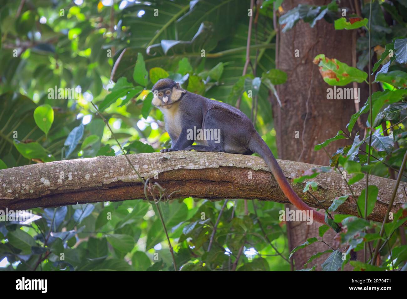 Red-tailed monkey Guenon Schmidt in the botanical garden of the city of ...