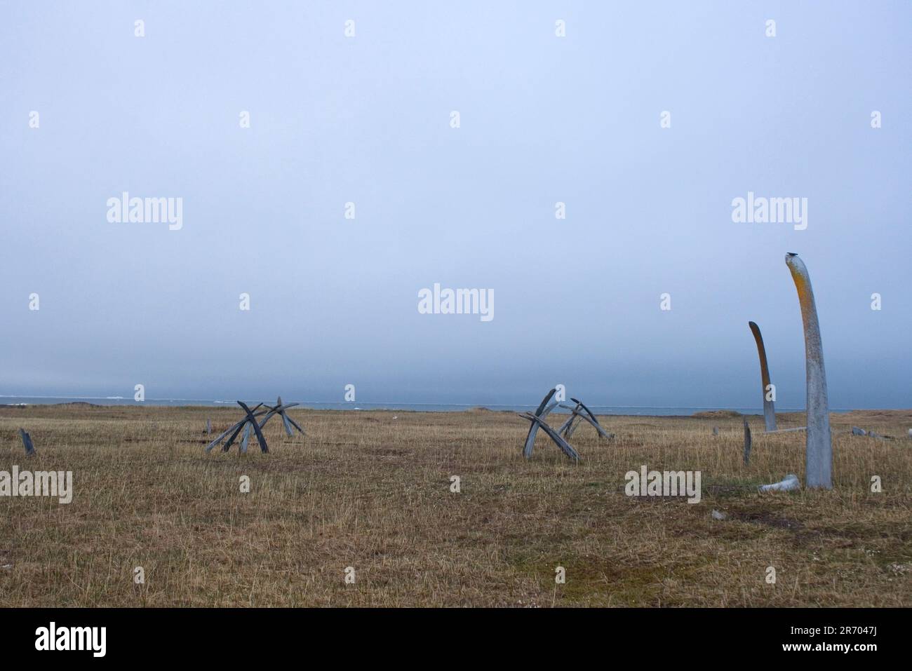 Bowhead whale balaena mysticetus hi-res stock photography and images ...