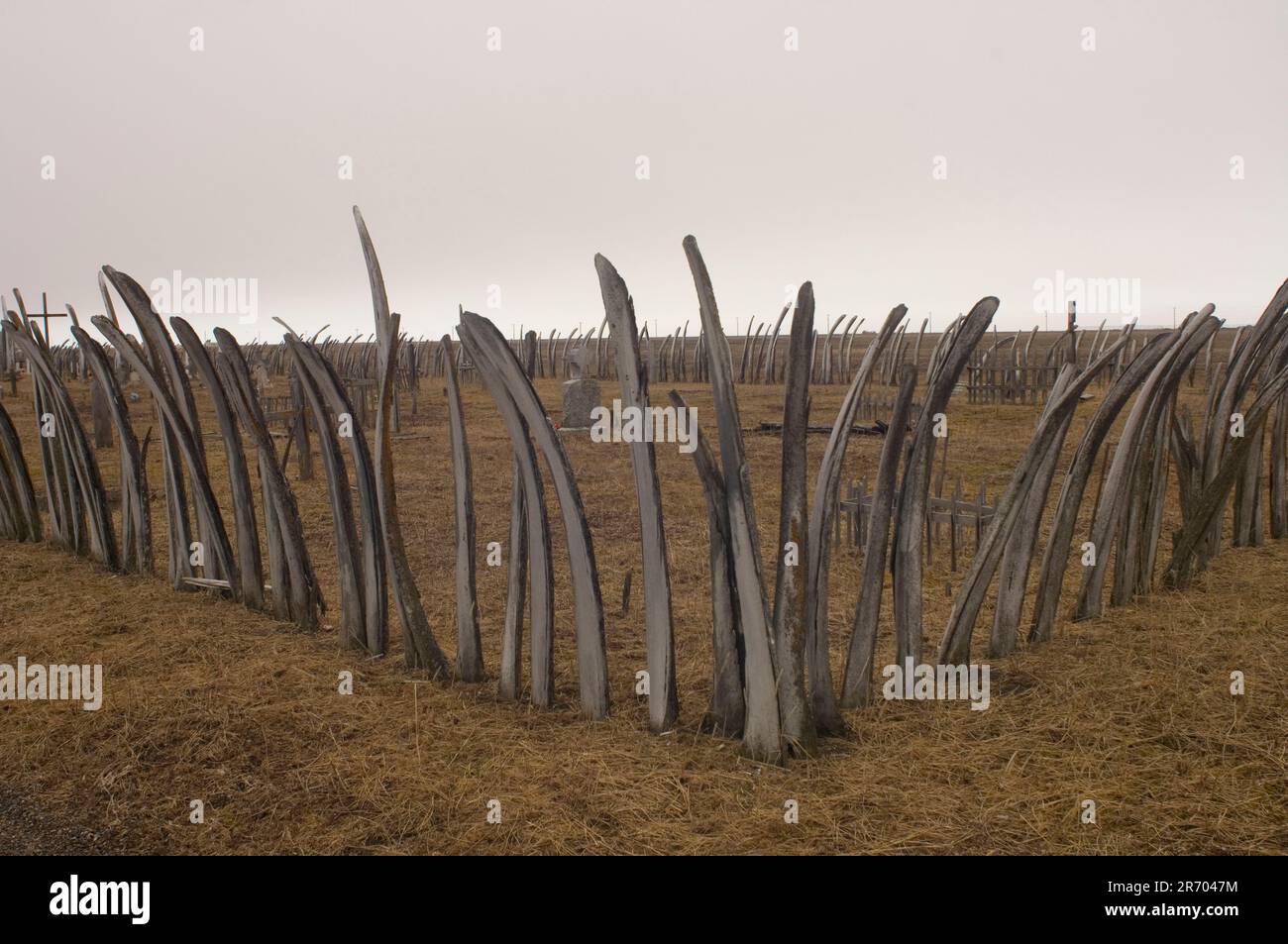 Balaena mysticetus whale bowhead hi-res stock photography and images ...
