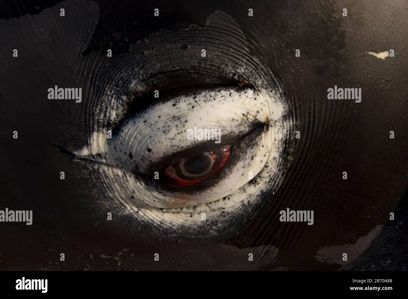 Eye bowhead whale balaena mysticetus hi-res stock photography and ...