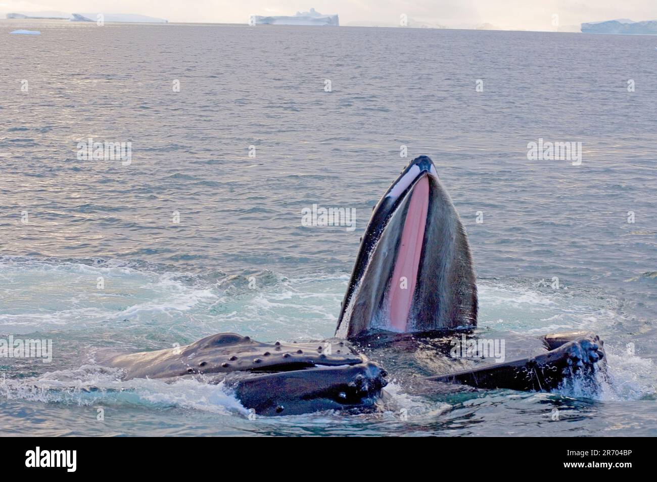 humpback whale, Megaptera novaeangliae, pair feeding in the waters off ...