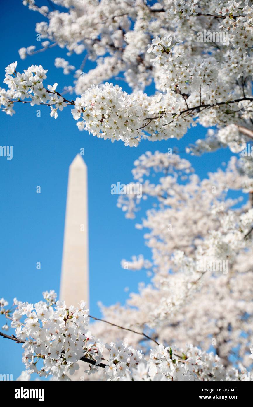 The Washington Monument can be seen behind cherry blossoms on the ...