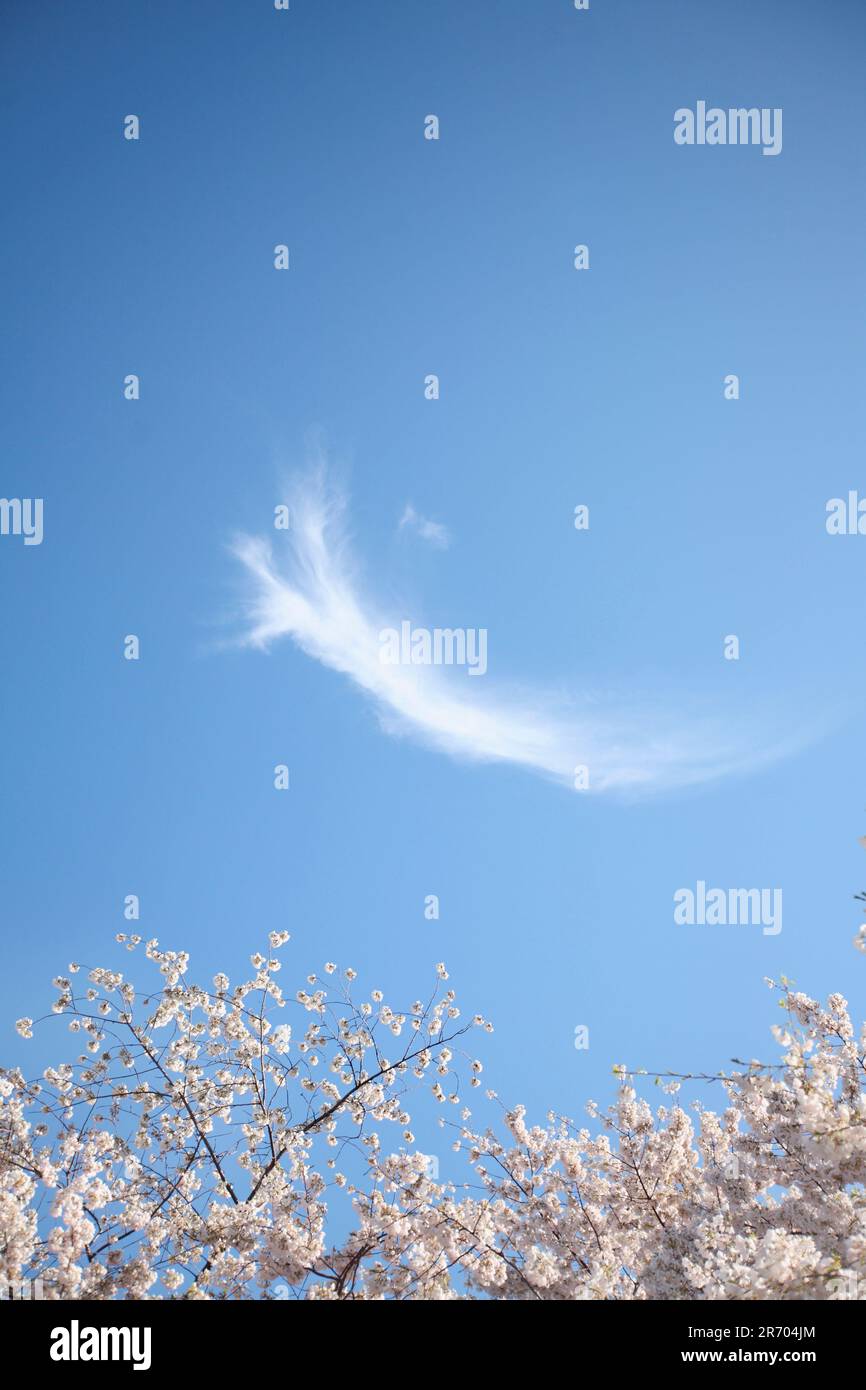 A wisp of a cloud floats in the sky behind cherry blossoms at dusk on ...