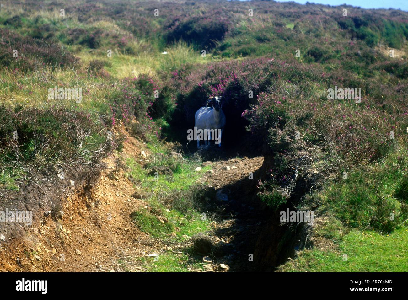 Somerset England Exmoor Sheep Hiding From Wind Sheep On The Moors Stock ...