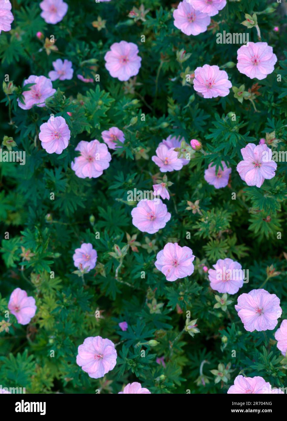 Pink Evening Primrose Flowers Stock Photo - Alamy