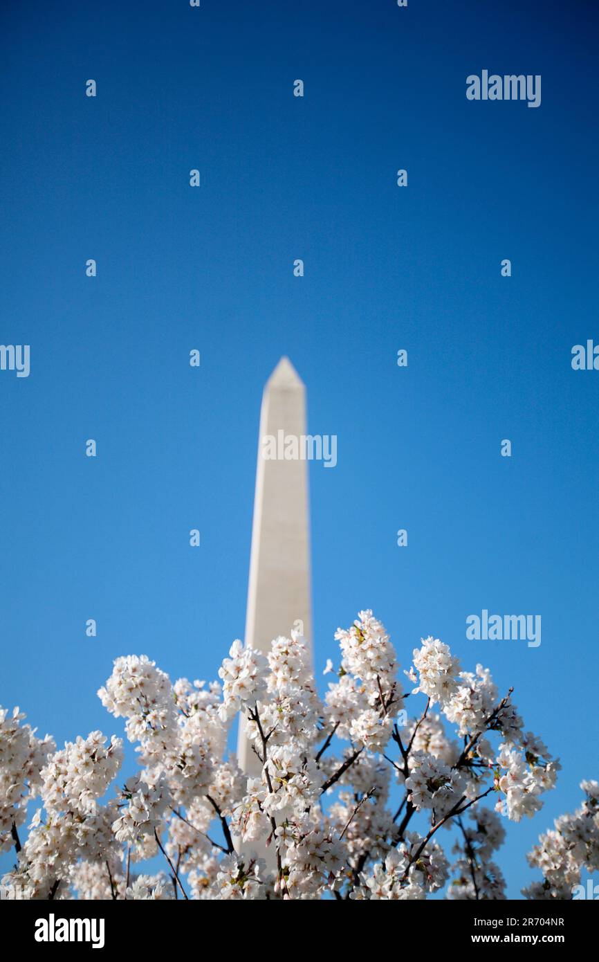 The Washington Monument can be seen behind cherry blossoms on the ...