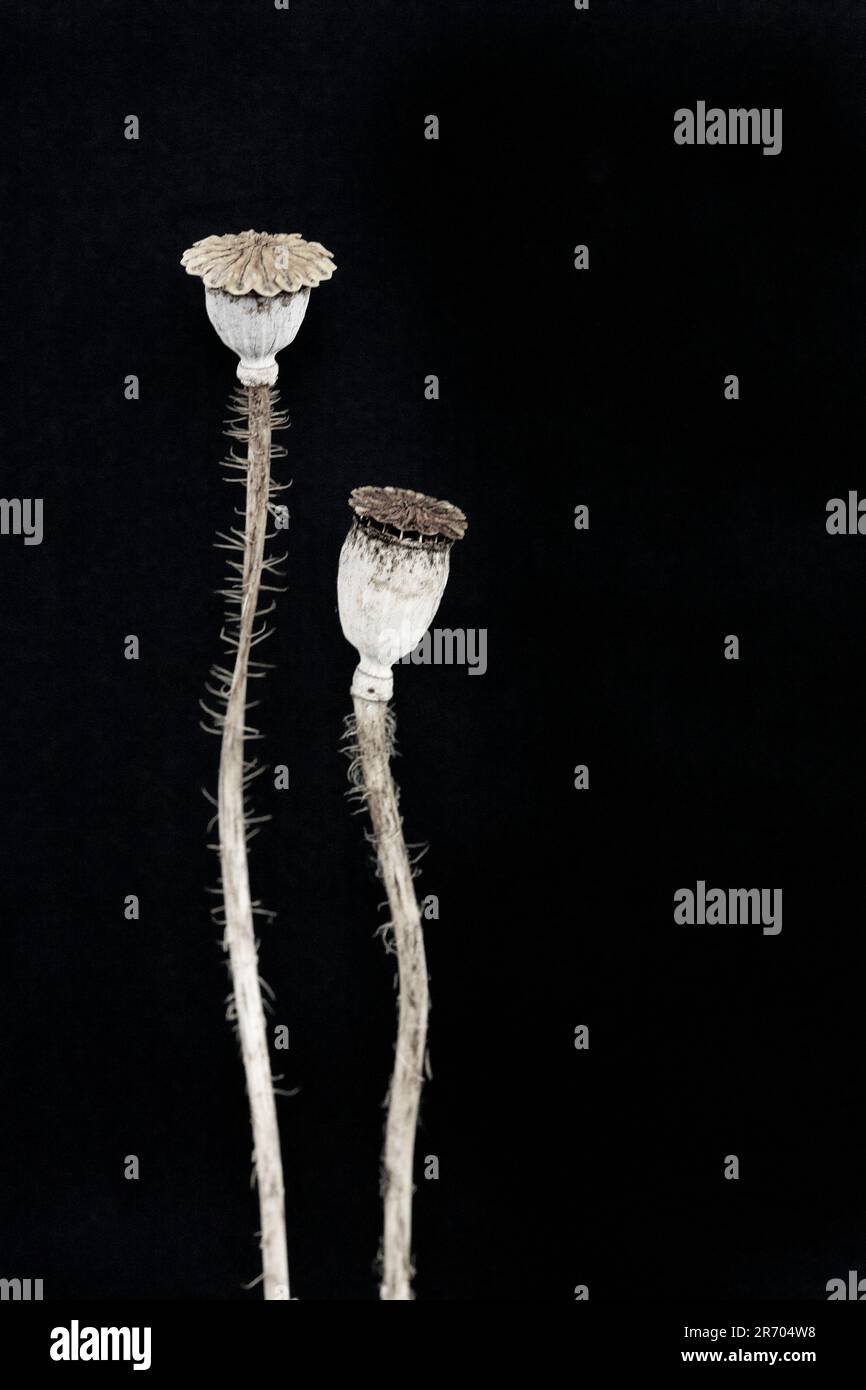 Dried poppy seed pod black hi-res stock photography and images - Alamy