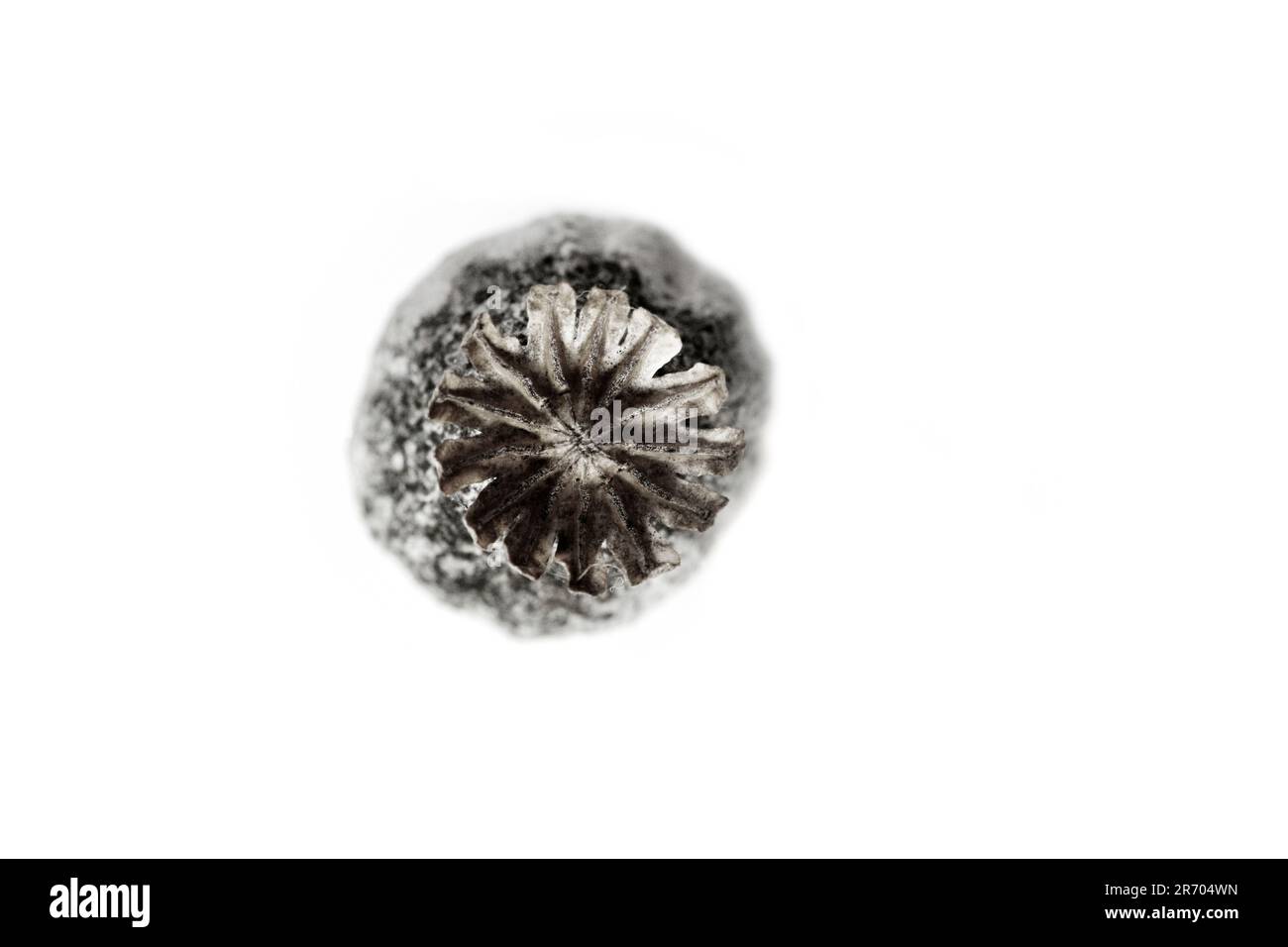 Seed capsule from dried poppy Stock Photo - Alamy