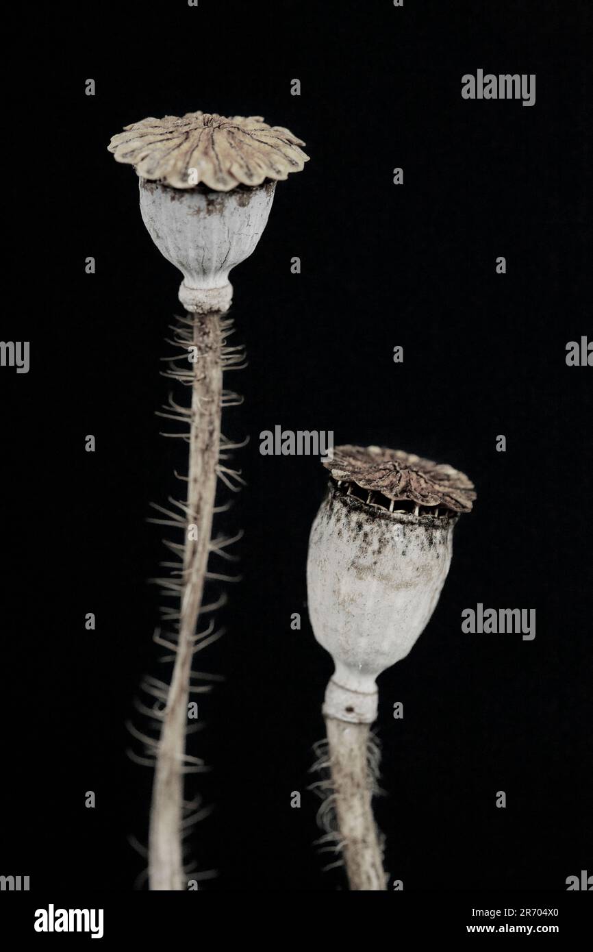 Seed capsule from dried poppy Stock Photo - Alamy