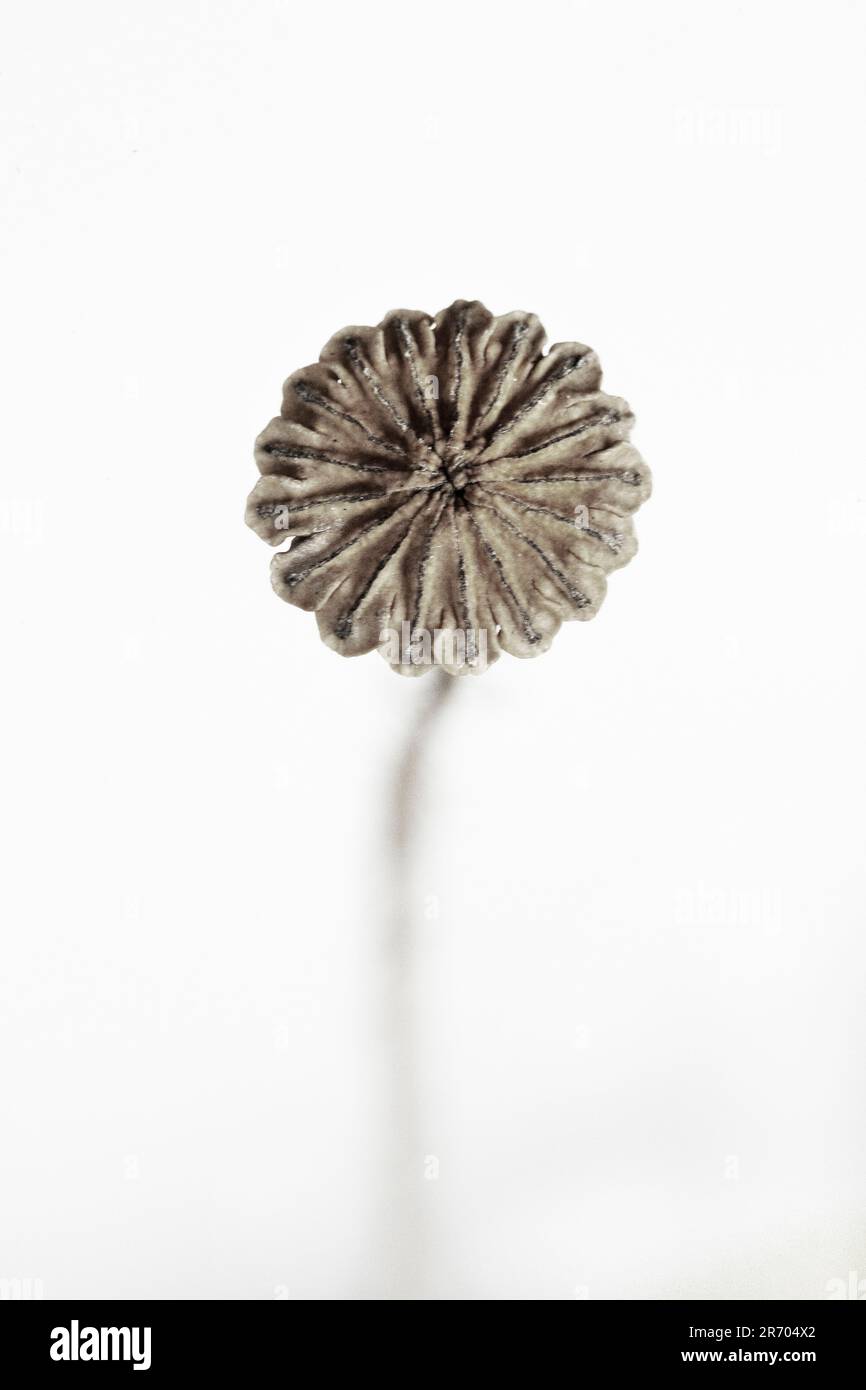 Seed capsule from dried poppy Stock Photo - Alamy