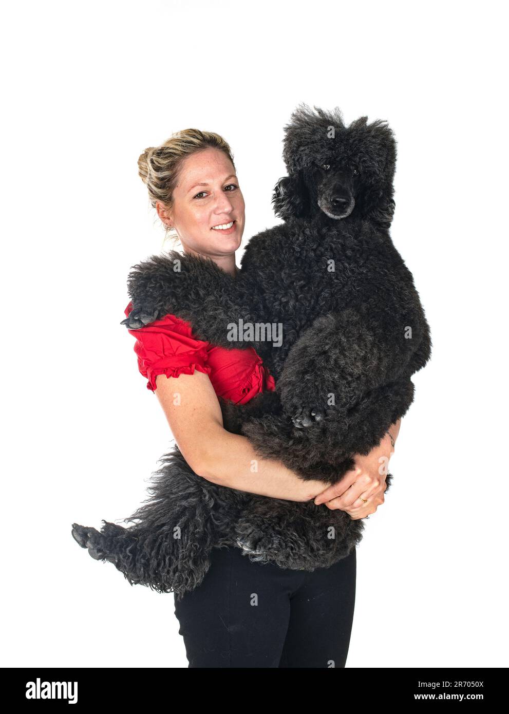 standard black poodle and woman in front of white background Stock ...