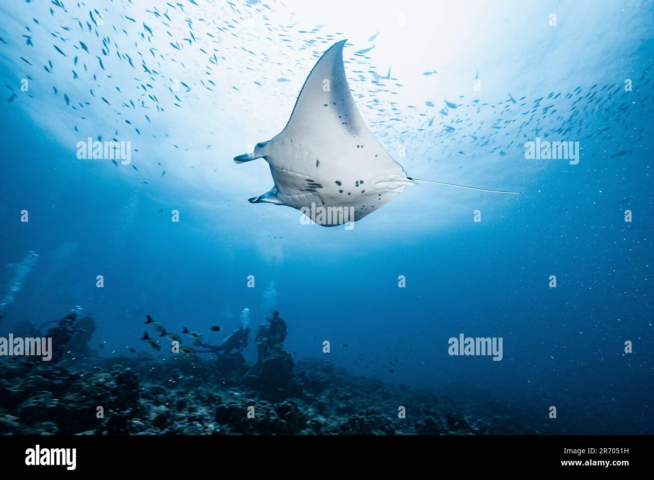 Manta ray swimming gracefully in the Indian Ocean at the Maldives Stock ...