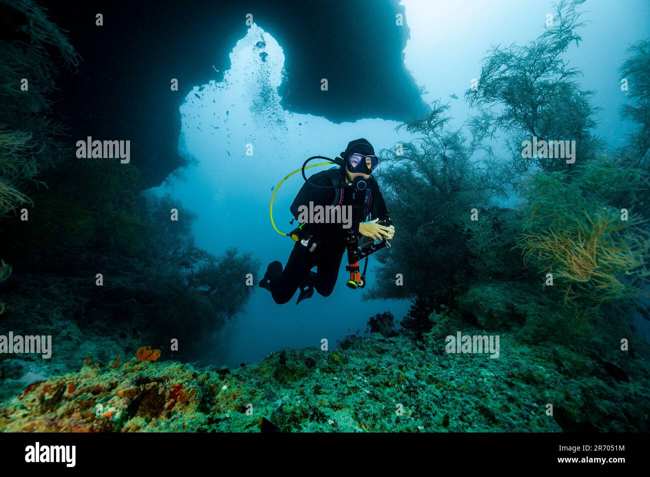 diver exploring reef in the Maldives Stock Photo - Alamy
