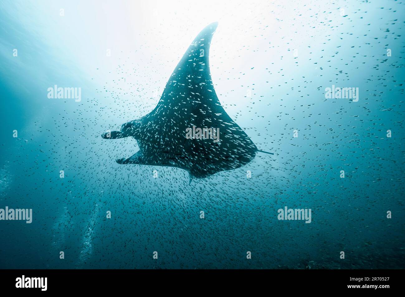 Manta ray swimming gracefully in the Indian Ocean at the Maldives Stock ...