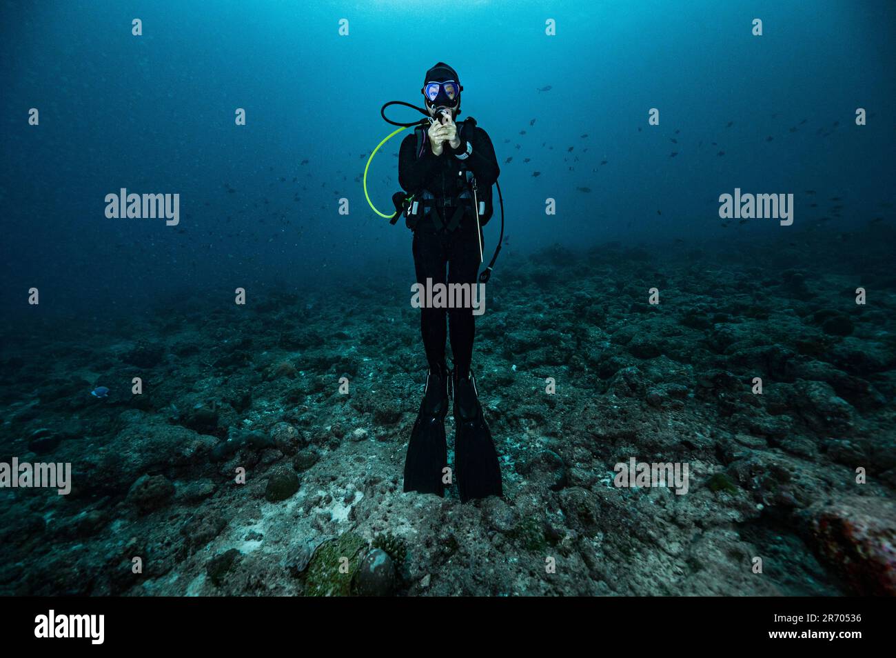 diver floating above reef in the Maldives Stock Photo - Alamy