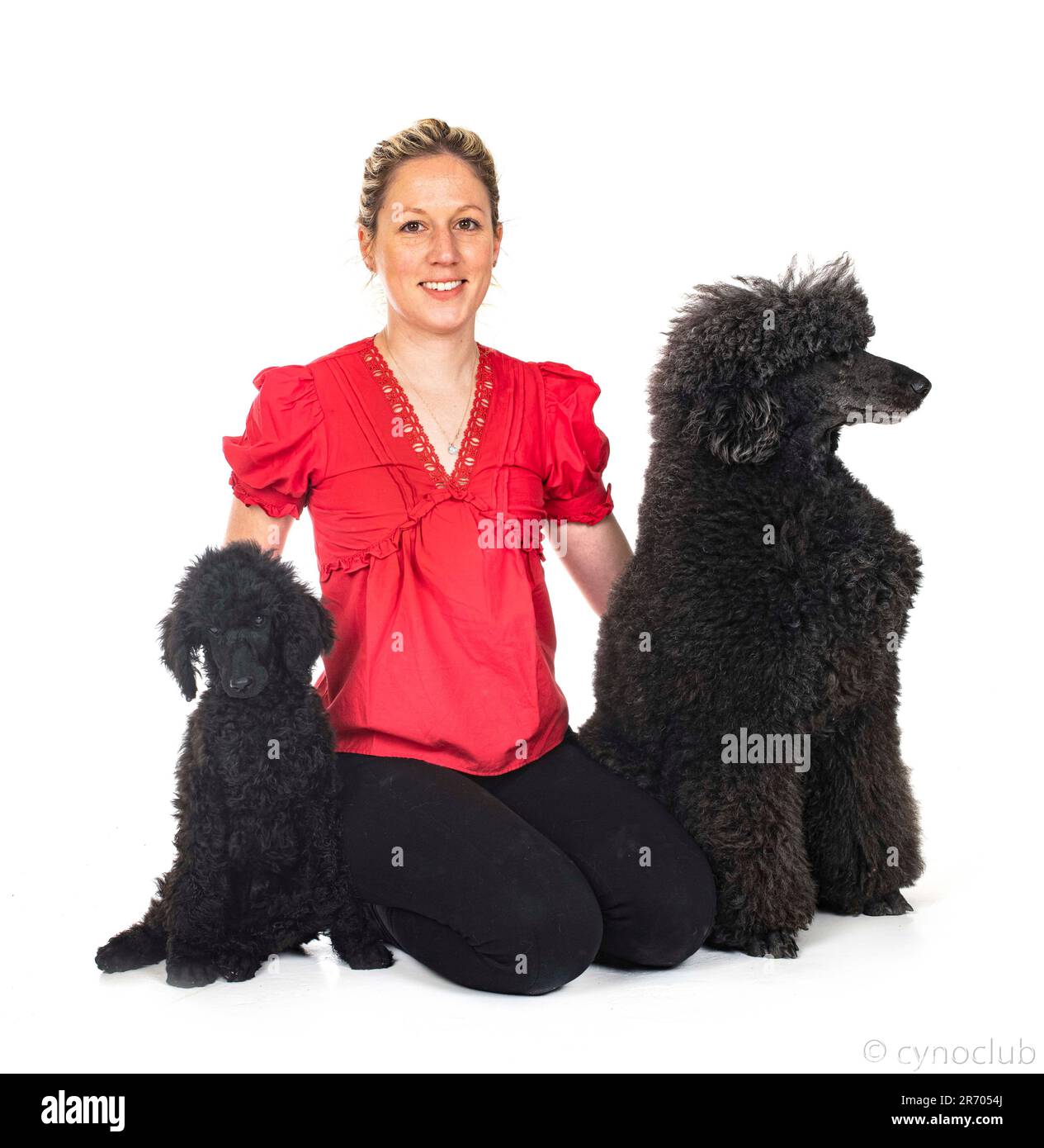 standard black poodles and woman in front of white background Stock ...